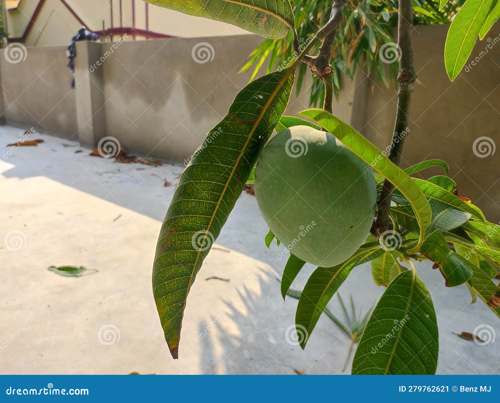 Organic and Delicious Mango Hanging on the Tree Stock Image - Image of ...