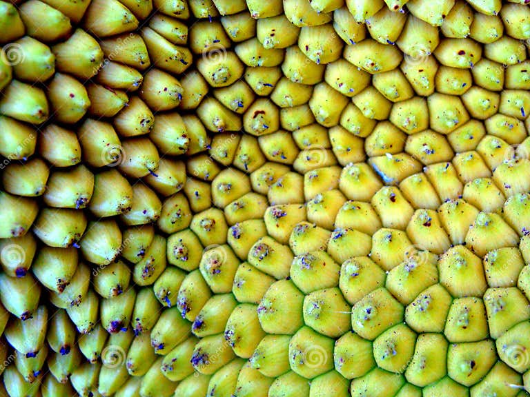 Organic Design stock photo. Image of seeds, surface, pattern - 12838106