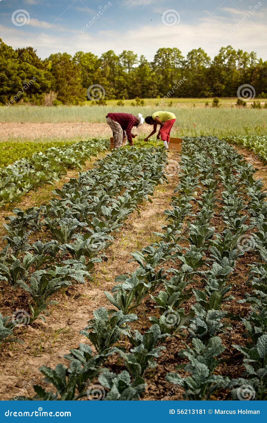Organic Dinosaur Kale Field Stock Image - Image of person, grow: 56213181