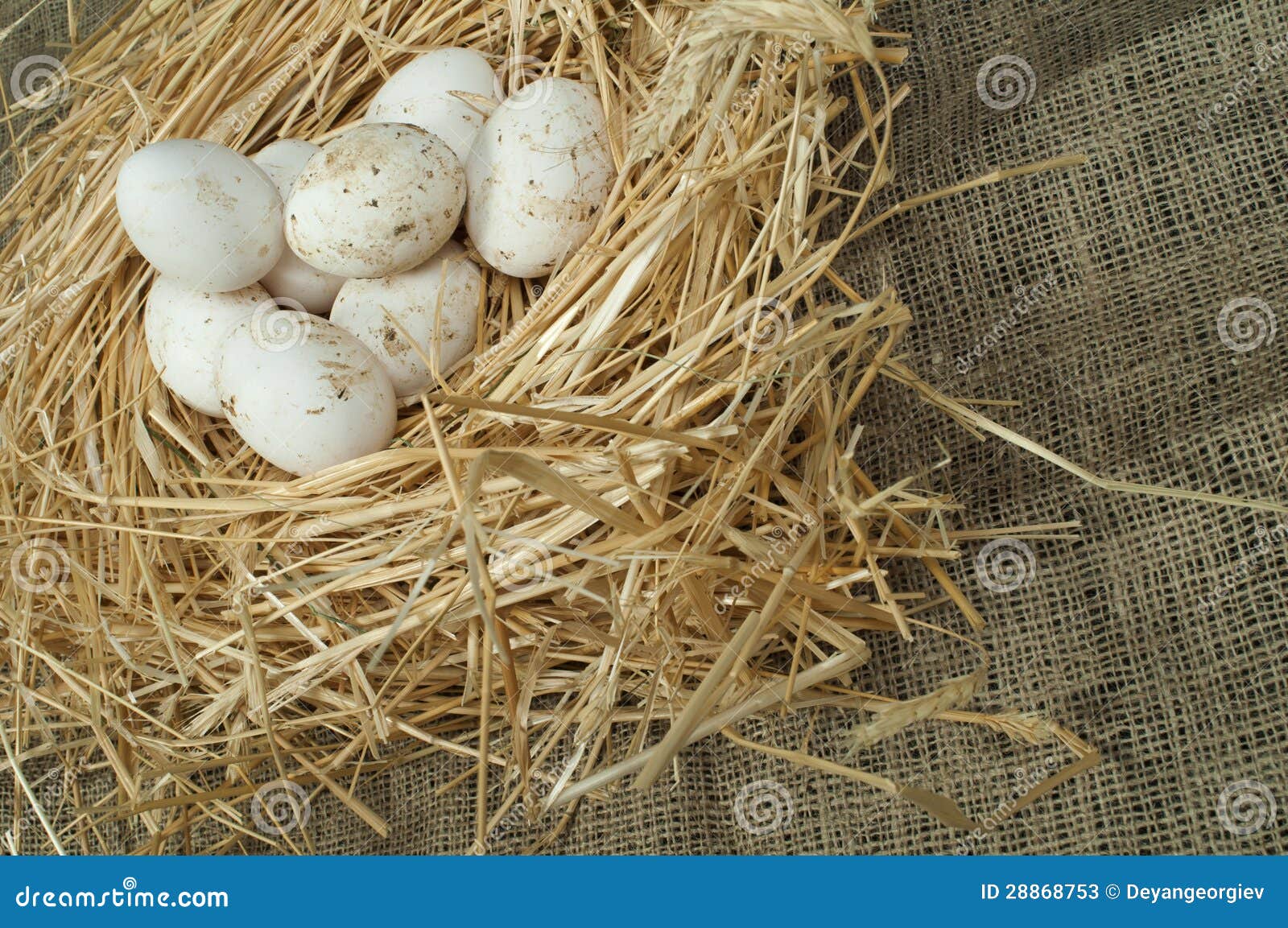 Organic Domestic White Eggs in Straw Nest Stock Image - Image of ...