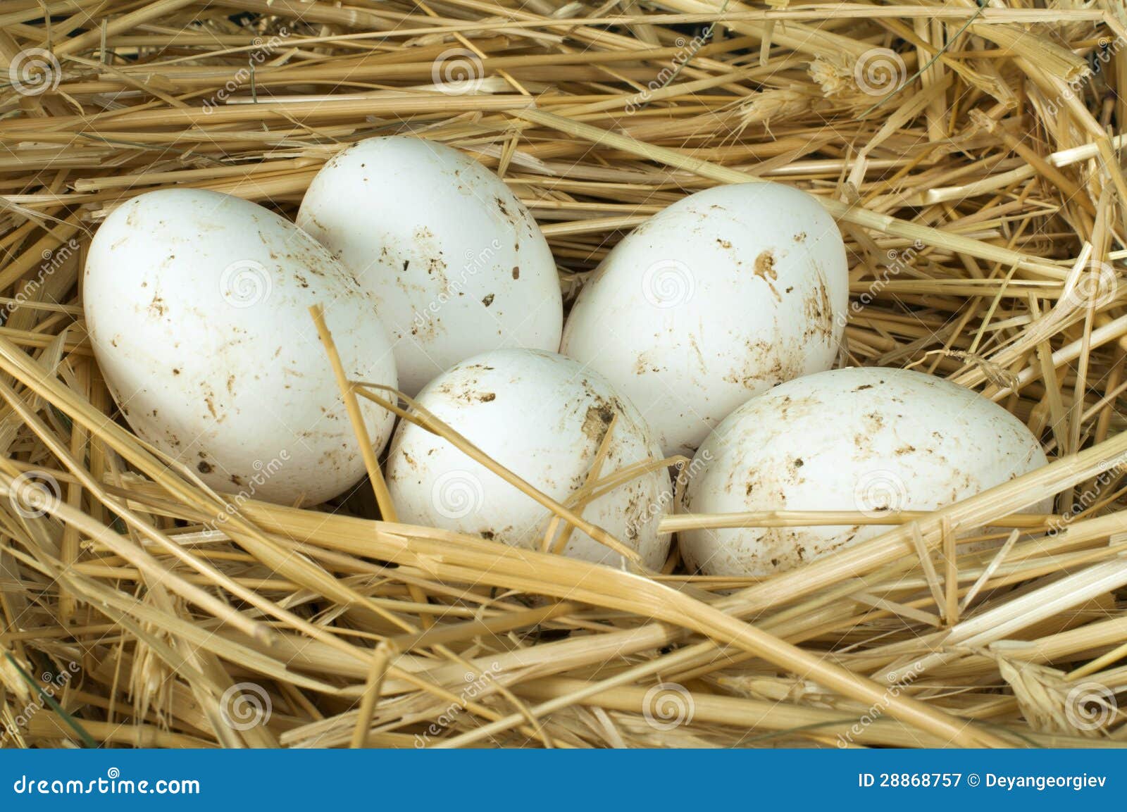 Organic Domestic White Eggs in Straw Nest Stock Image - Image of food ...