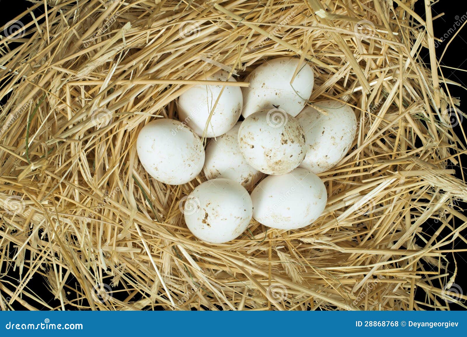 Organic Domestic White Eggs in Straw Nest Stock Photo - Image of object ...