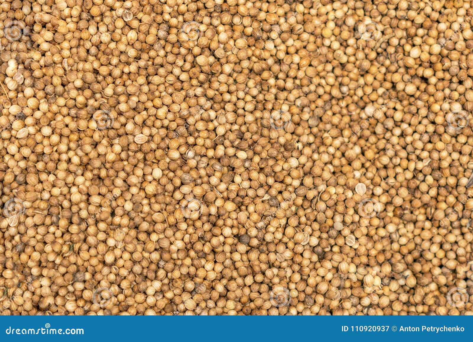 Organic Dried Coriander Seeds (Coriandrum Sativum) Closeup Background ... Organic Dried Coriander Seeds (Coriandrum Sativum) Closeup Background ...