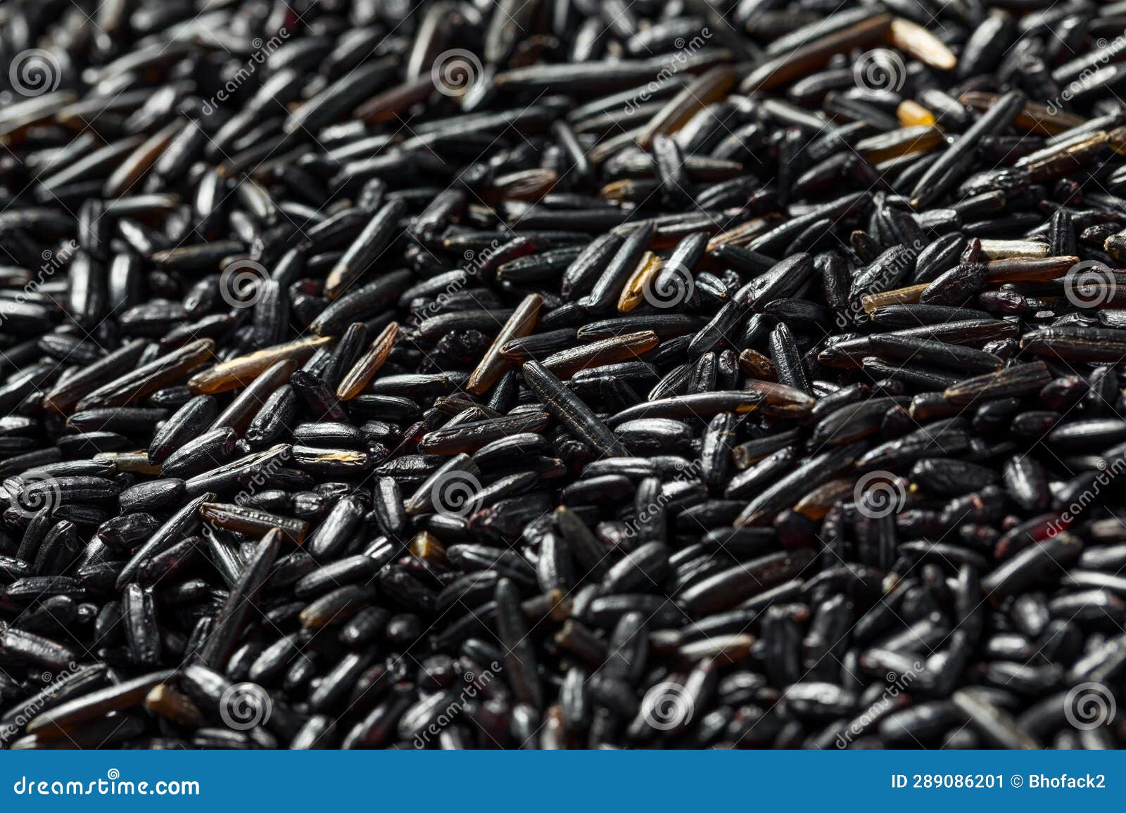 Organic Dry Black Forbidden Rice Stock Image - Image of pile, grain ...