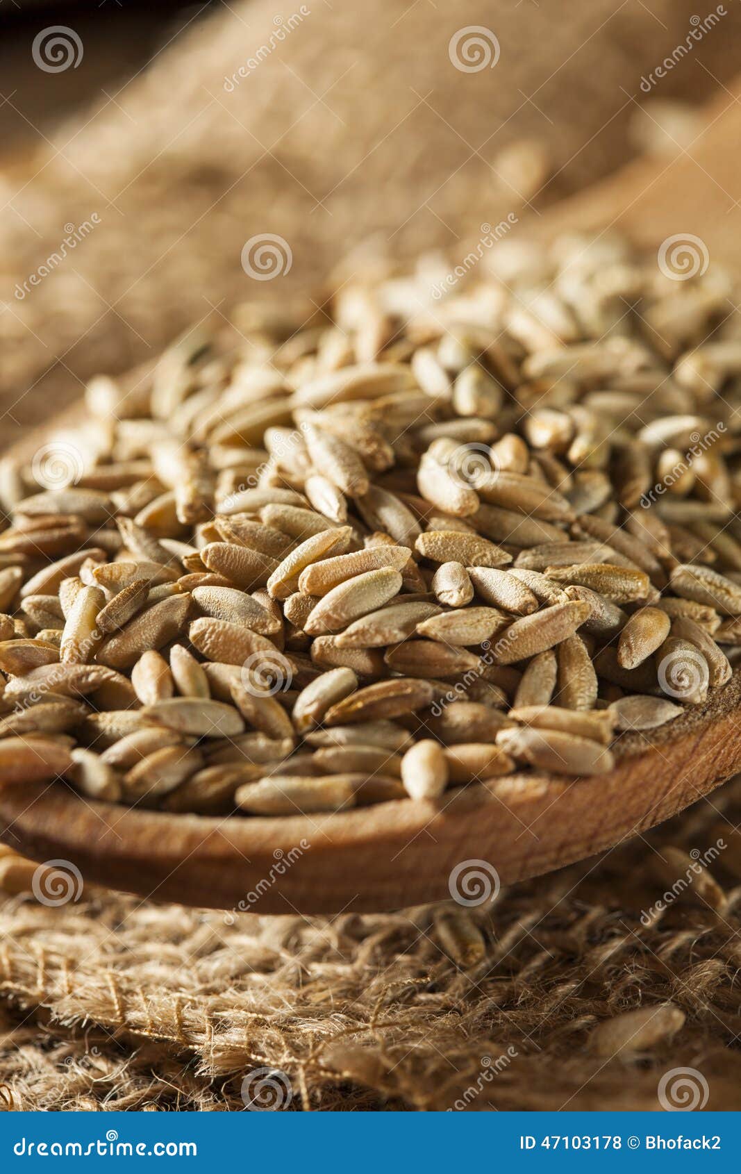 Organic Dry Raw Rye Grain stock photo. Image of cereal - 47103178