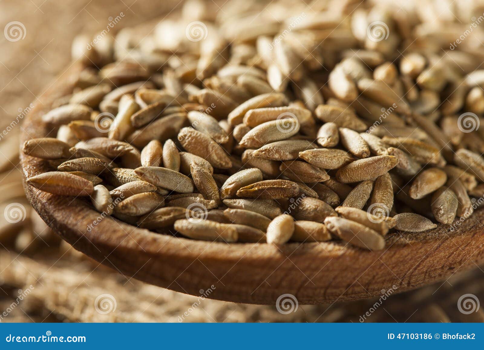 Organic Dry Raw Rye Grain stock photo. Image of agriculture - 47103186
