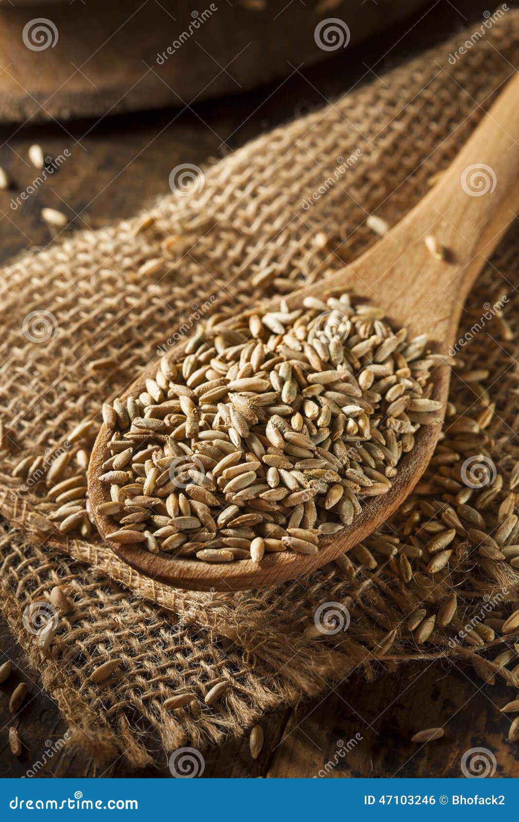 Organic Dry Raw Rye Grain stock photo. Image of barley - 47103246