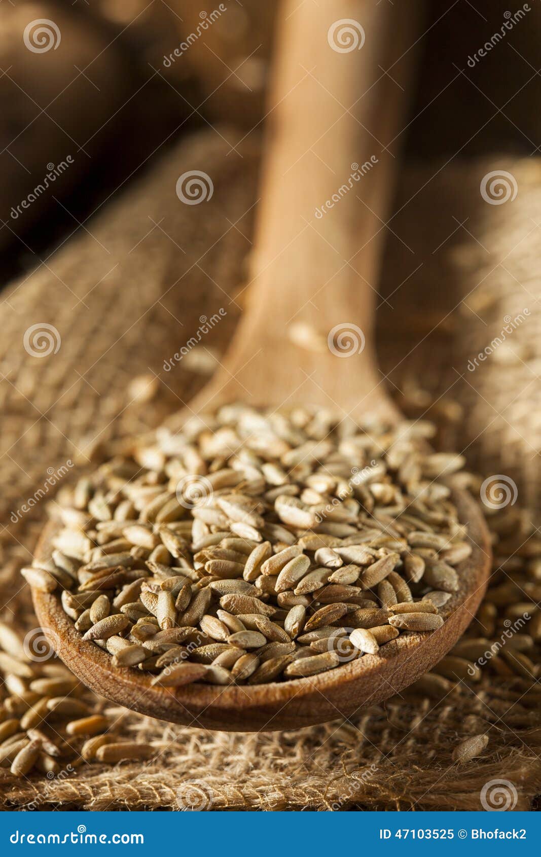 Organic Dry Raw Rye Grain stock image. Image of ingredient - 47103525