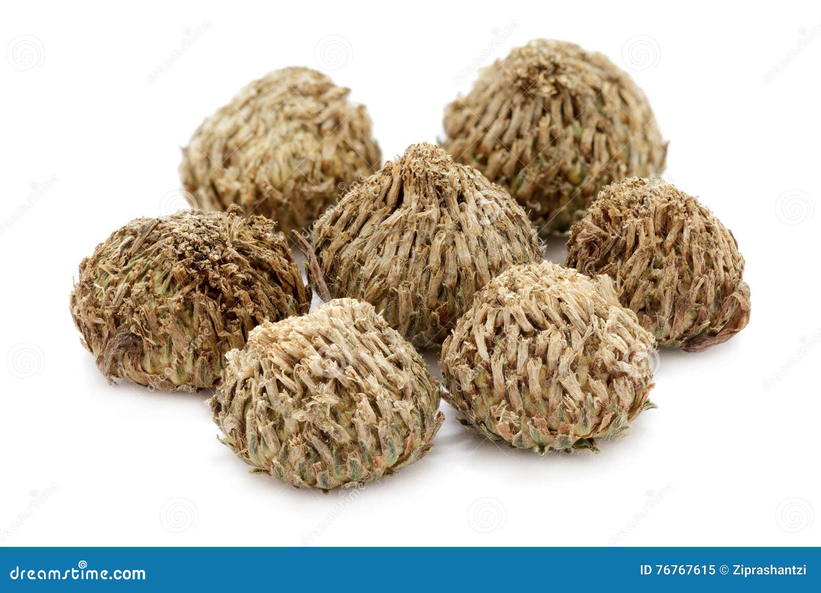 Organic Dry White Akarkara Seeds (Anacyclus Pyrethrum). Stock Image ...