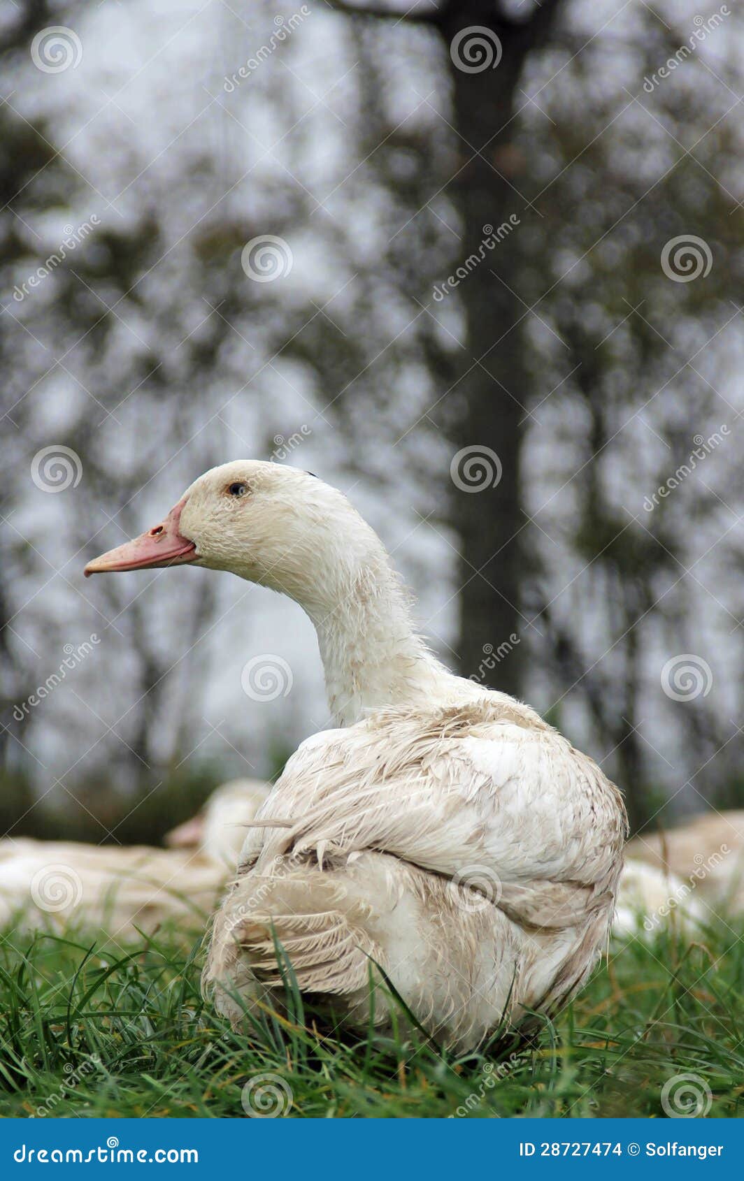 Organic duck stock photo. Image of farming, bird, mallard - 28727474