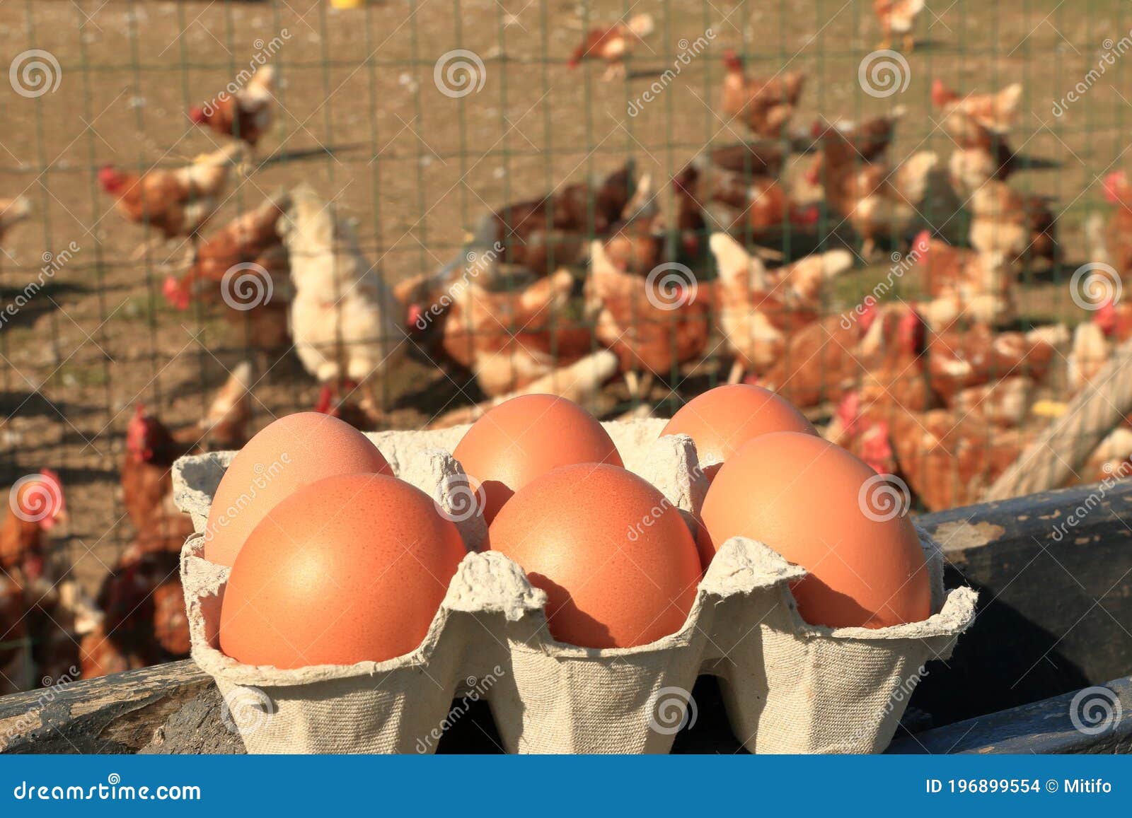 Organic Eggs in Cartons from Free Range Chickens Stock Photo - Image of ...
