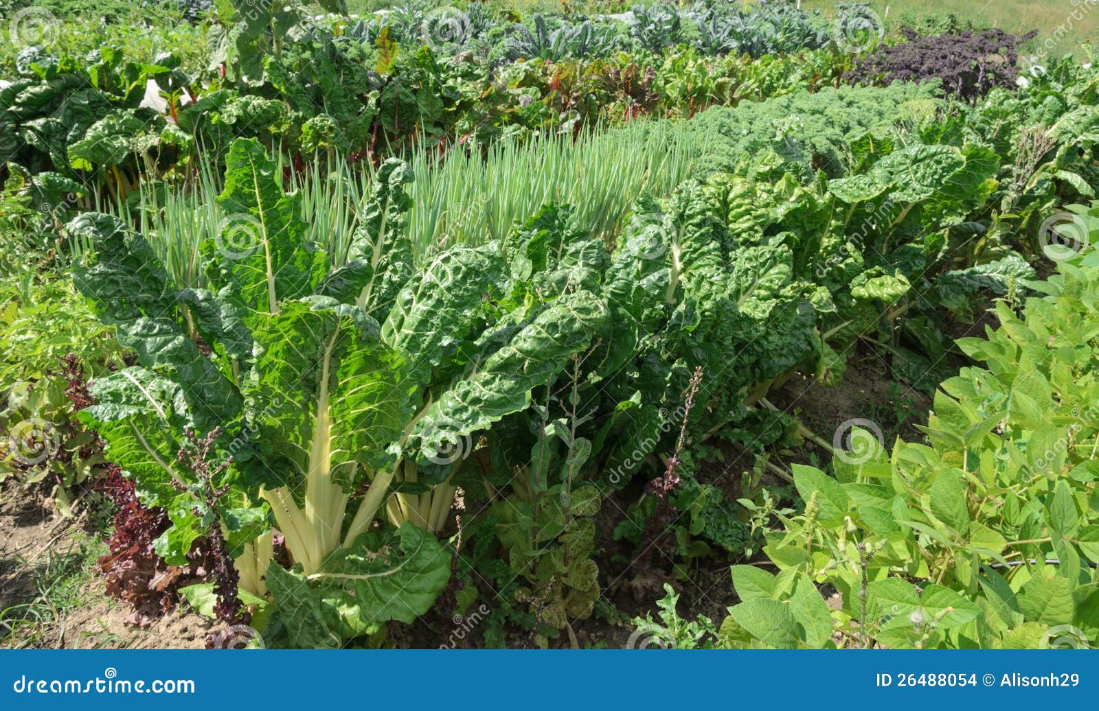 Organic Farm stock photo. Image of farm, cultivate, cultivating - 26488054