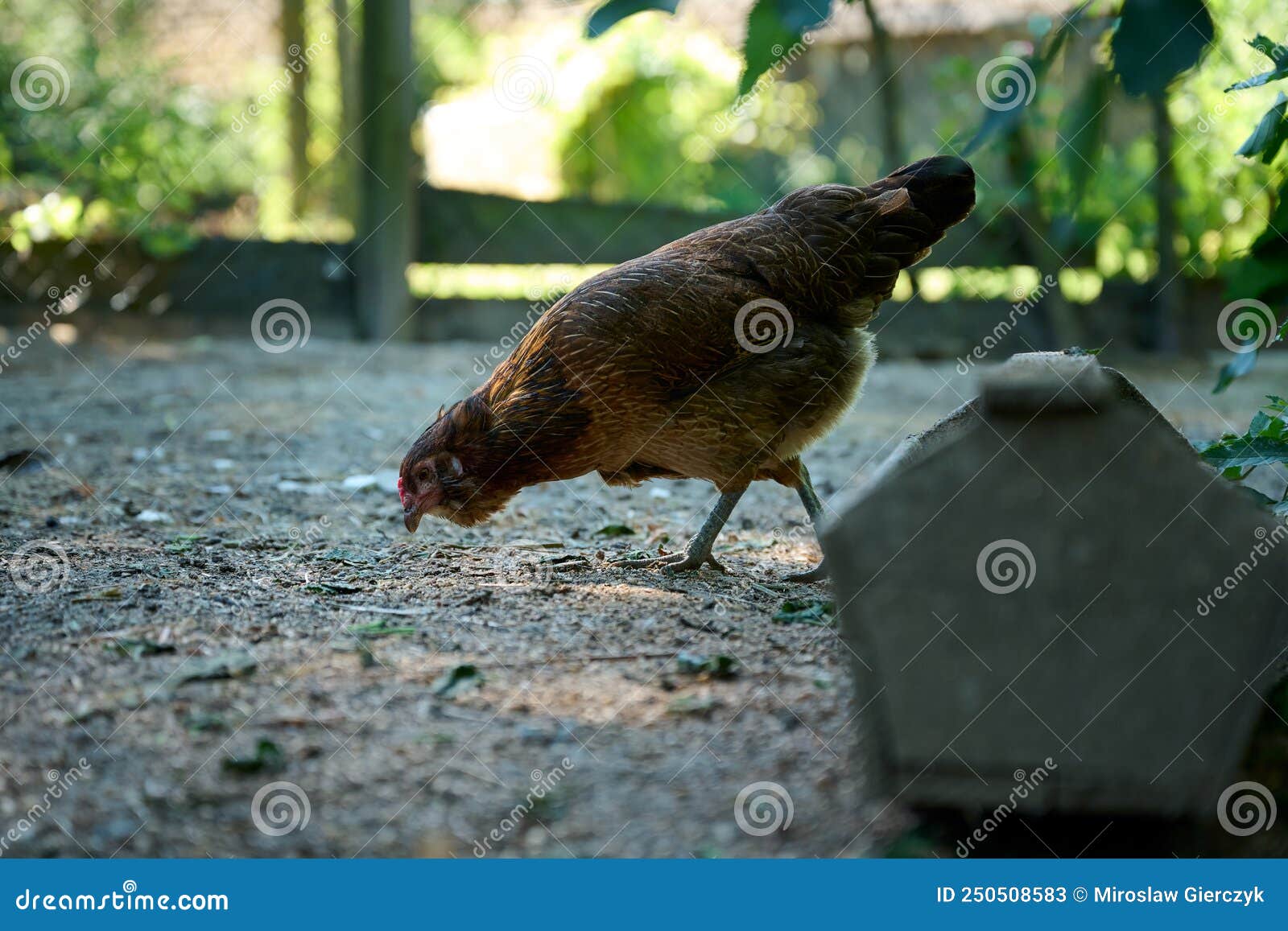 Brown Hen Looking for Corn on the Ground Stock Image - Image of fowl ...
