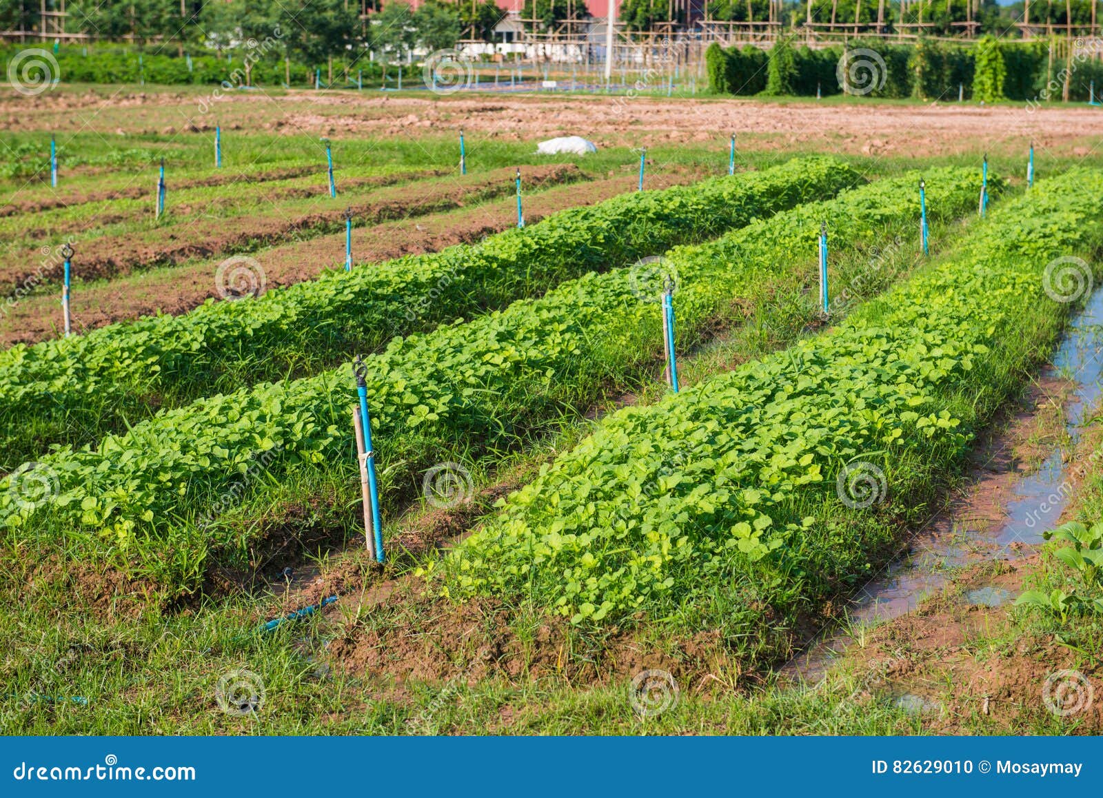Organic Farm in Countryside Stock Photo - Image of growth, thailand ...