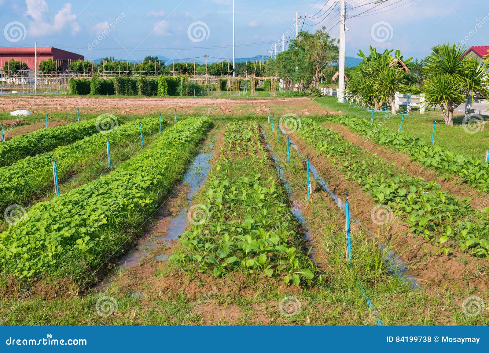 Organic Farm in Countryside Stock Photo - Image of vegetable, green ...