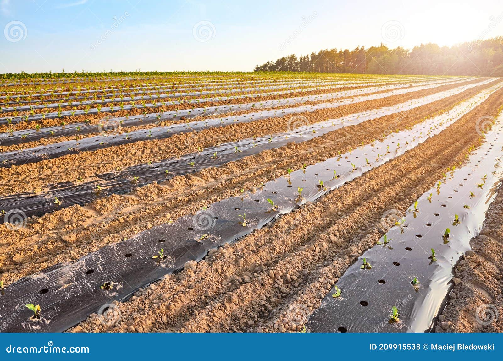 Organic Farm Field with Patches Covered with Plastic Mulch at Sunset ...