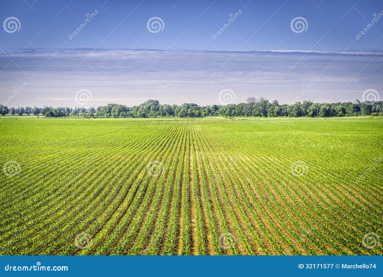 Organic Farm Land with Rows Stock Image - Image of agriculture, rural ...