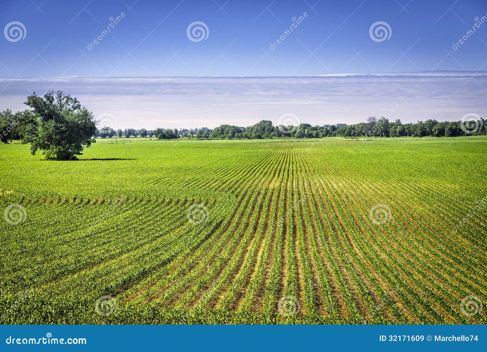 Organic Farm Land with Rows Stock Image - Image of agriculture ...