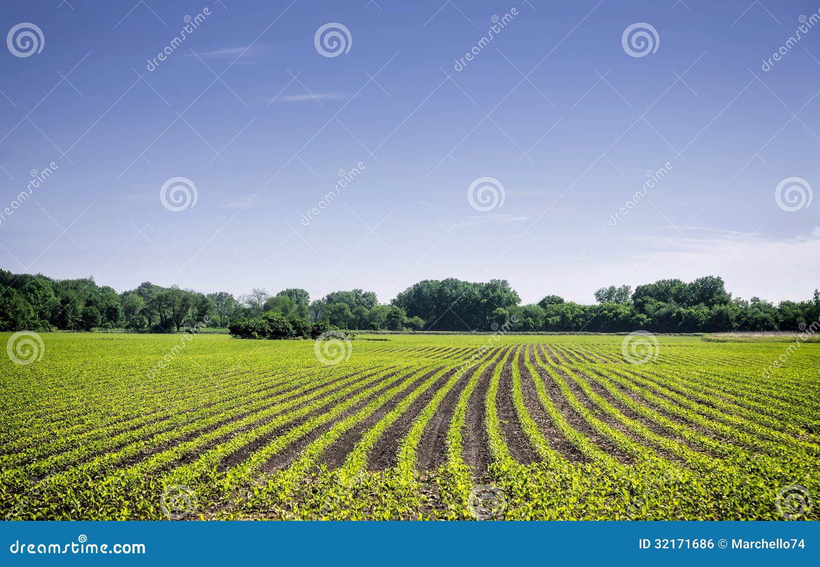 Organic Farm Land with Rows Stock Photo - Image of landscape, blue ...