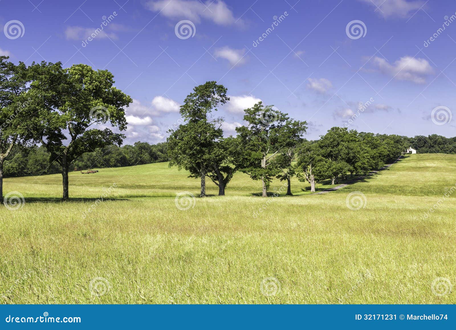 Organic Farm Land with Trees Stock Image - Image of fresh, growth: 32171231