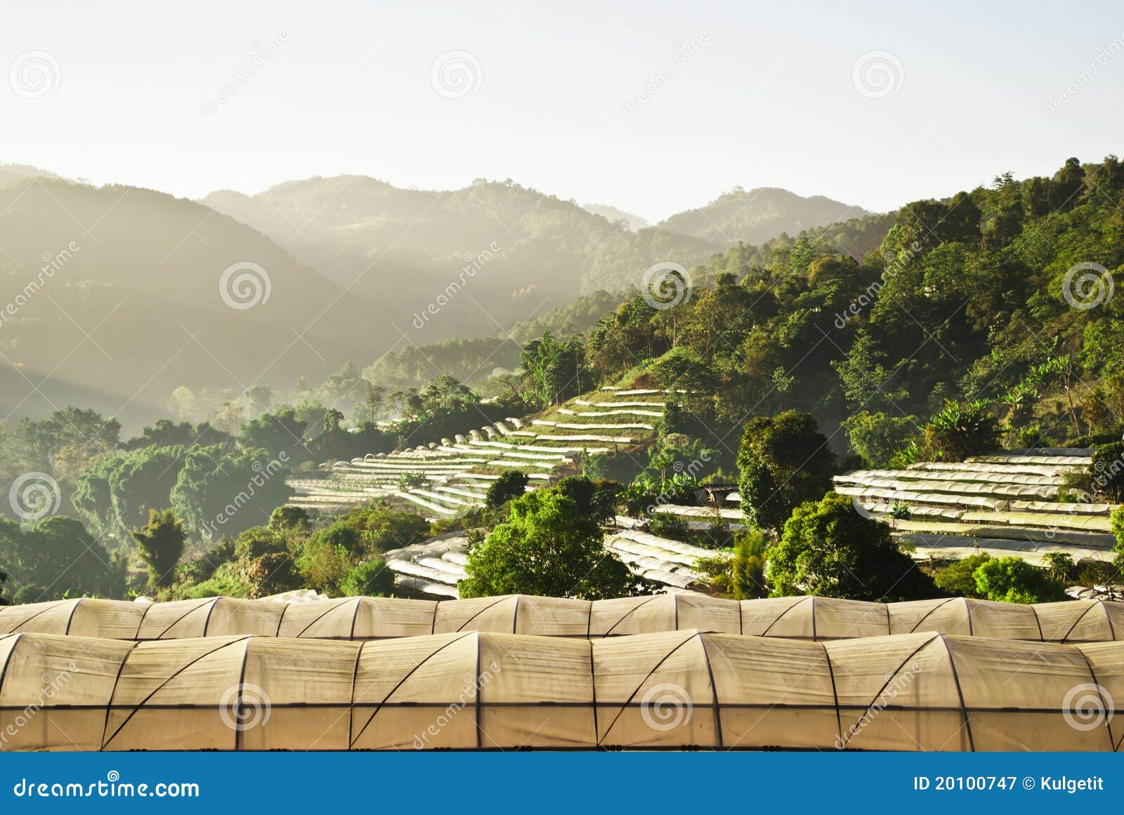 Organic Farm on the Mountain Stock Image - Image of sunset, fresh: 20100747