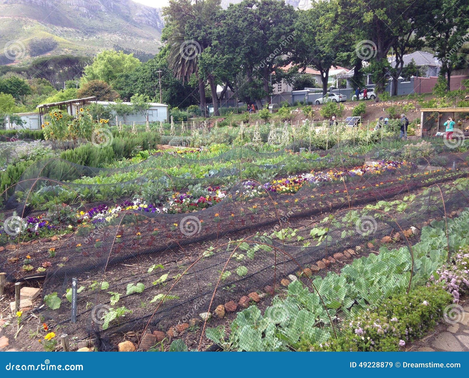 Organic farm editorial stock image. Image of field, organic - 49228879