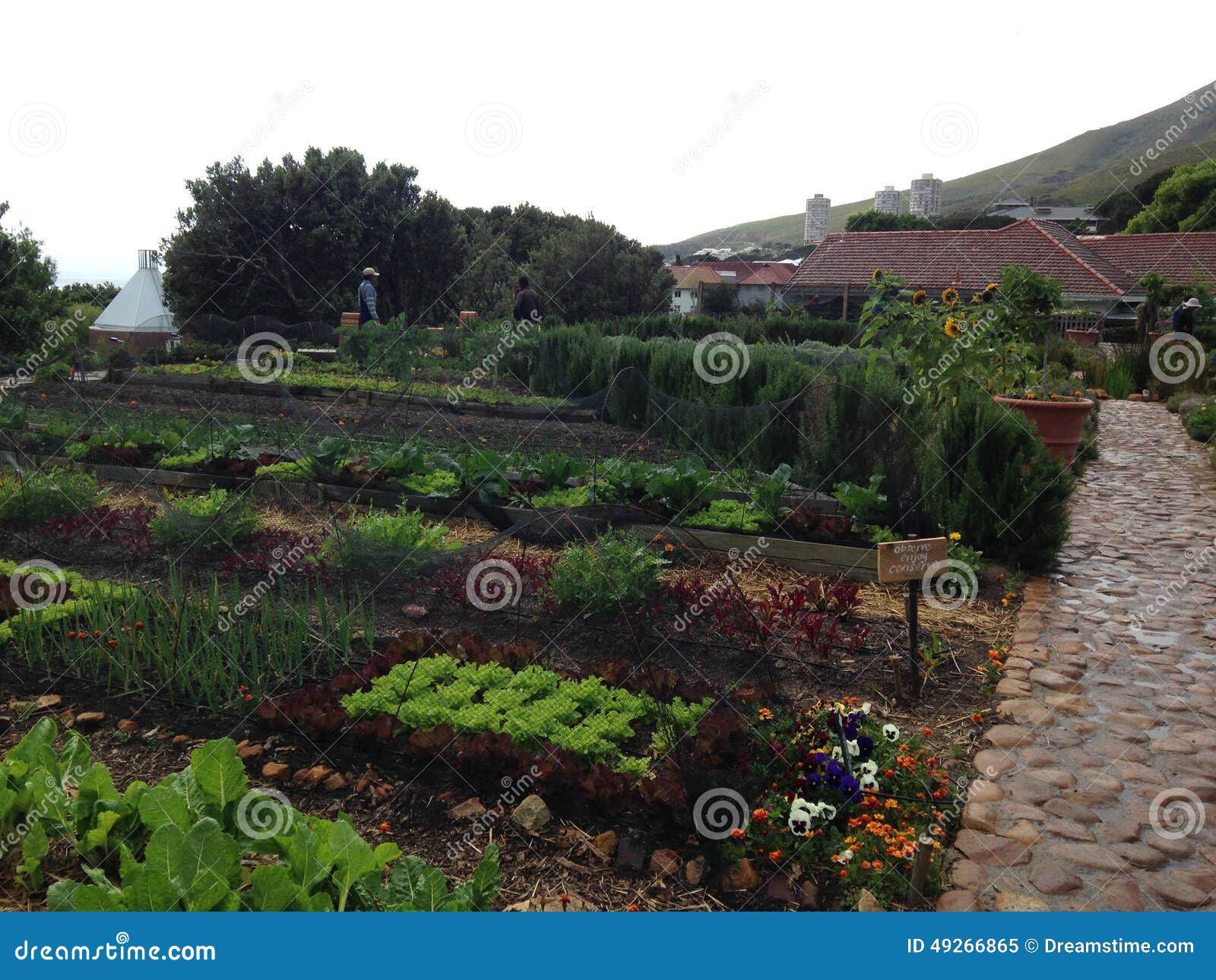 Organic farm editorial image. Image of overview, vegetation - 49266865