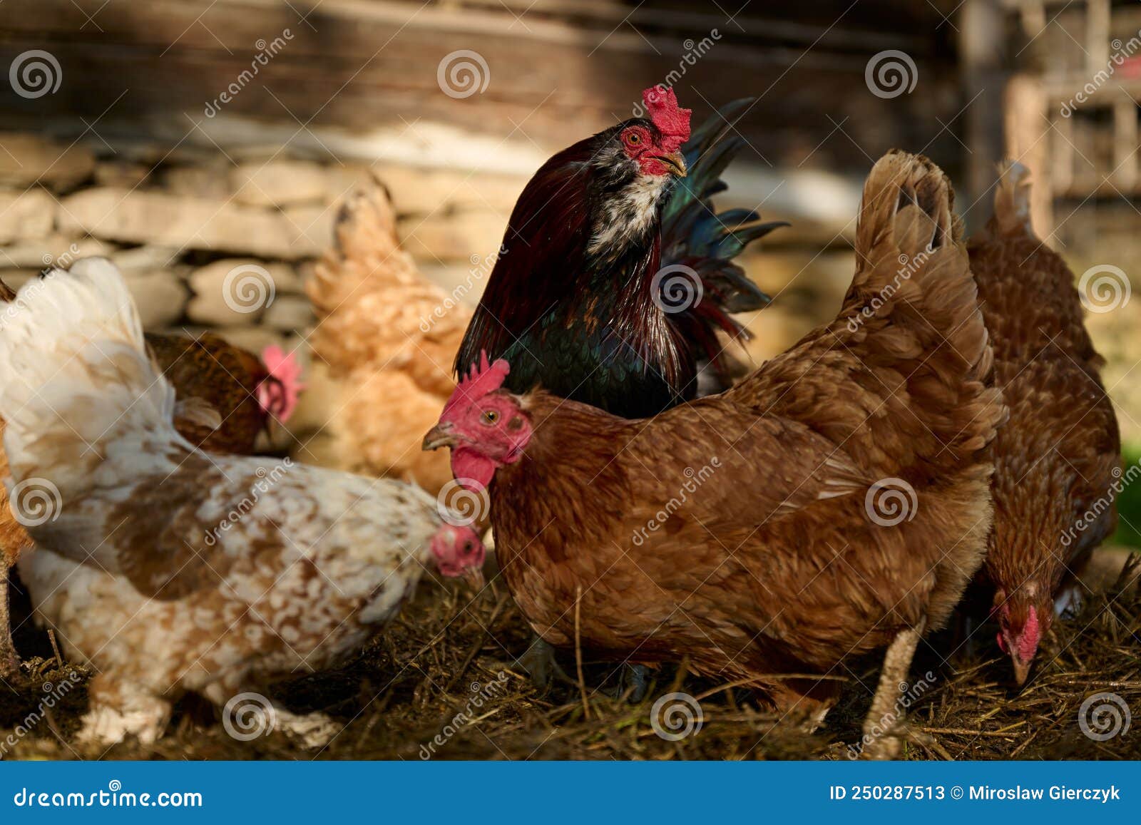 Organic Farm, a Rooster among Hens Stock Image - Image of poultry ...