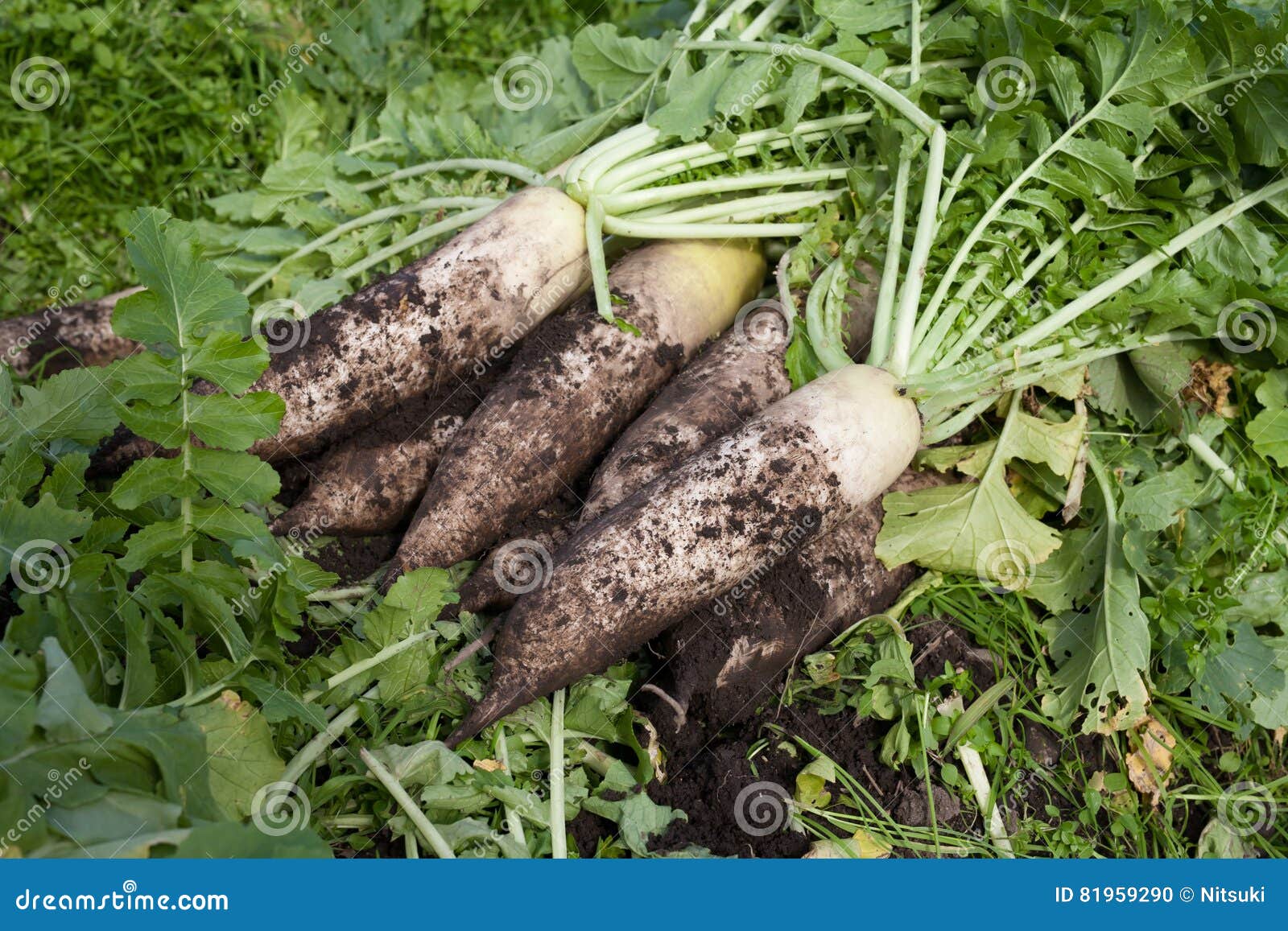 Organic Farm White Radish with Soil Stock Photo - Image of leaves ...