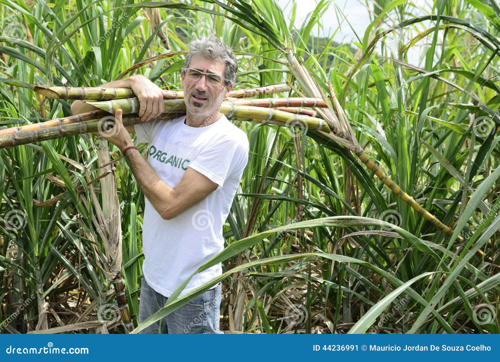 Organic Farmer Carrying Sugar Cane Stock Image - Image of camera, male ...