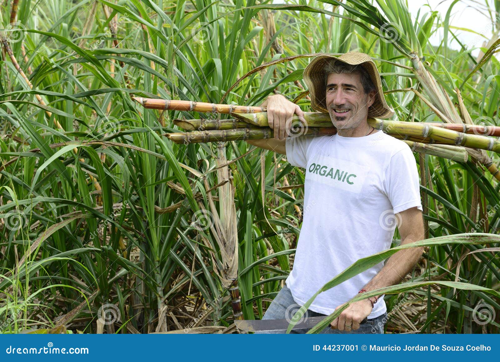 Organic Farmer Carrying Sugar Cane Stock Image - Image of blue, copy ...