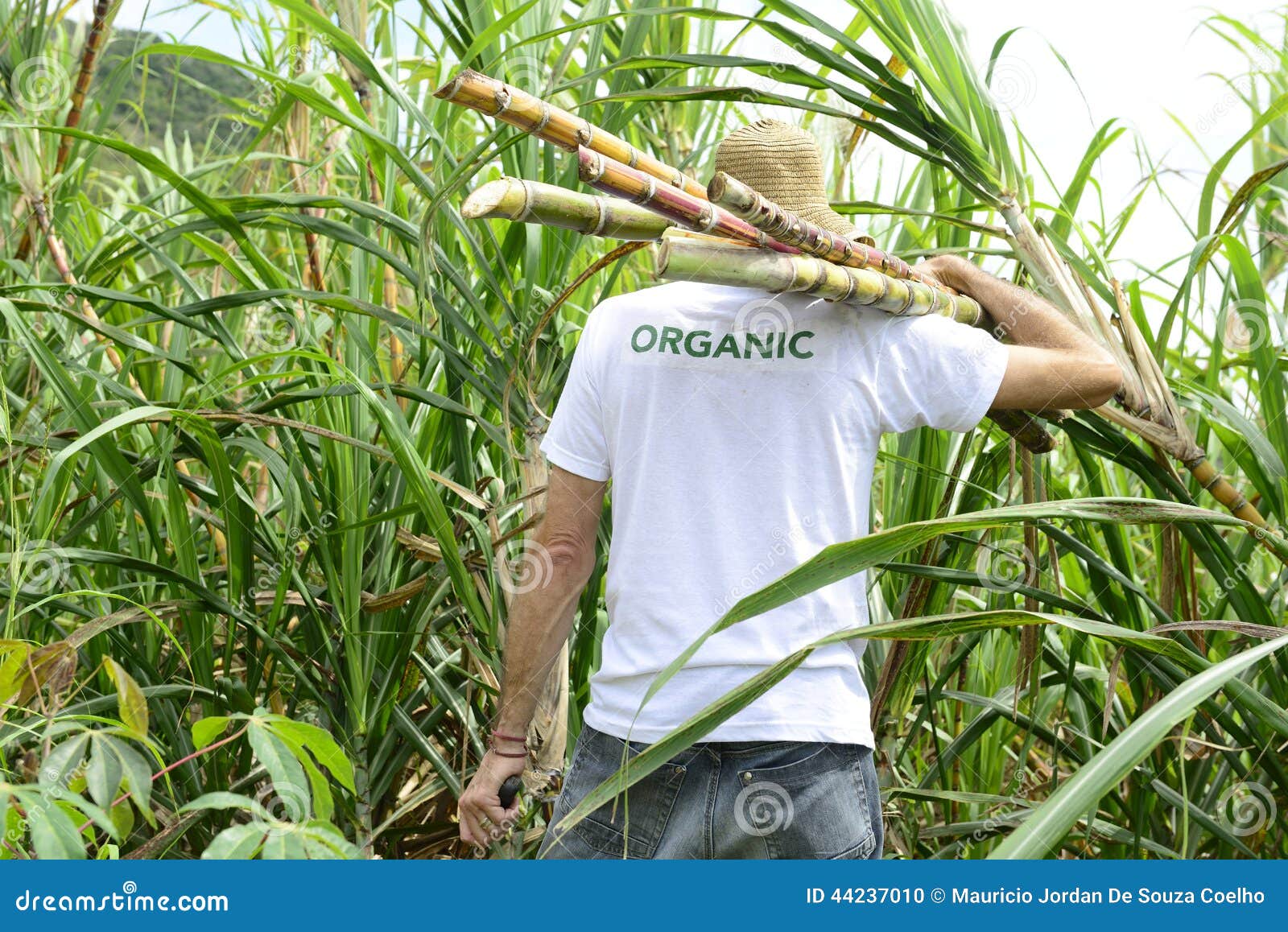 Organic Farmer Carrying Sugar Cane Stock Photo - Image of organic ...