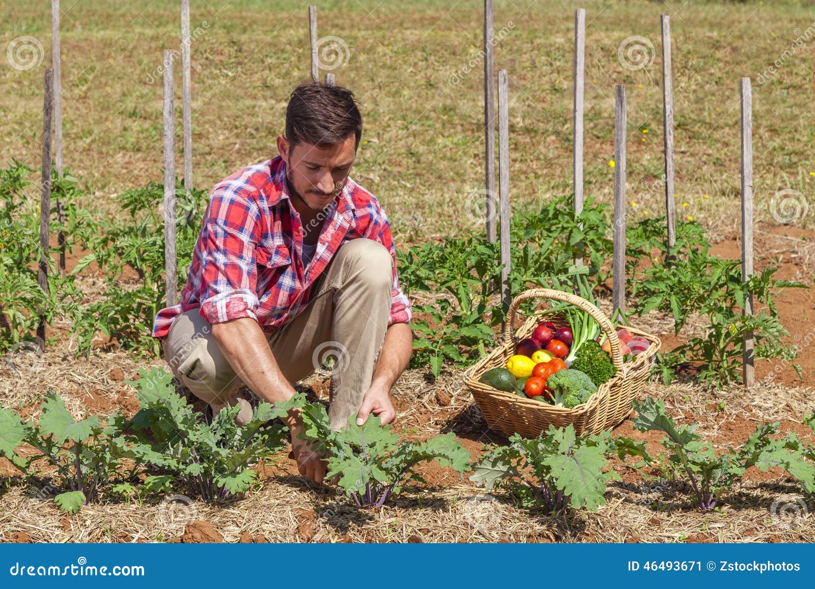 Organic Farmer stock image. Image of peach, harvest, happy - 46493671