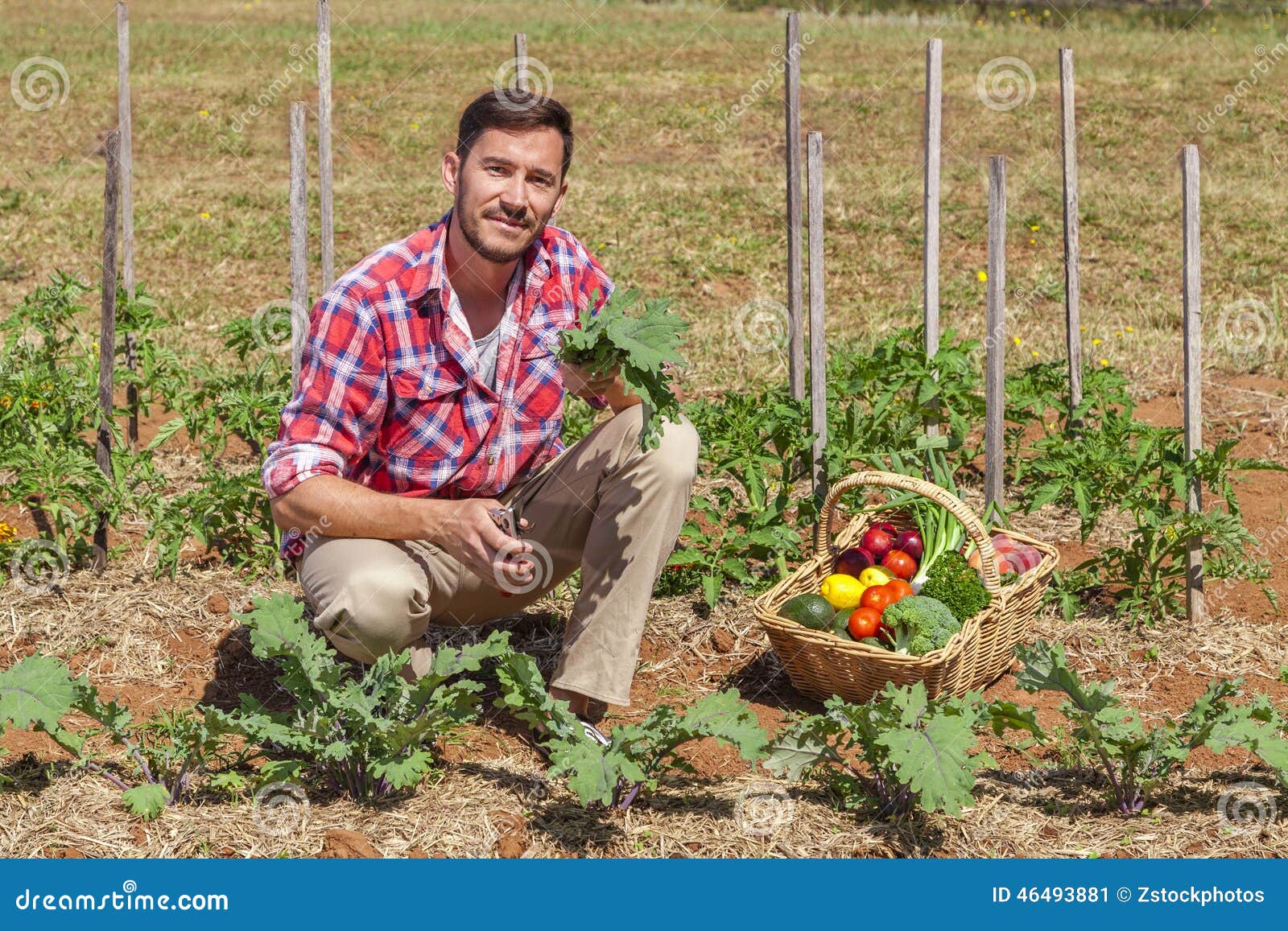 Organic Farmer stock image. Image of harvest, field, nature - 46493881