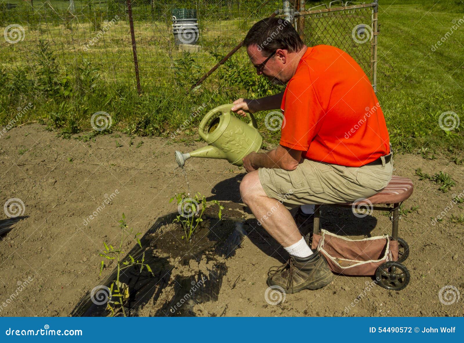 The Farmer Is Watering The Field. Natural Irrigation. Cabbage ...