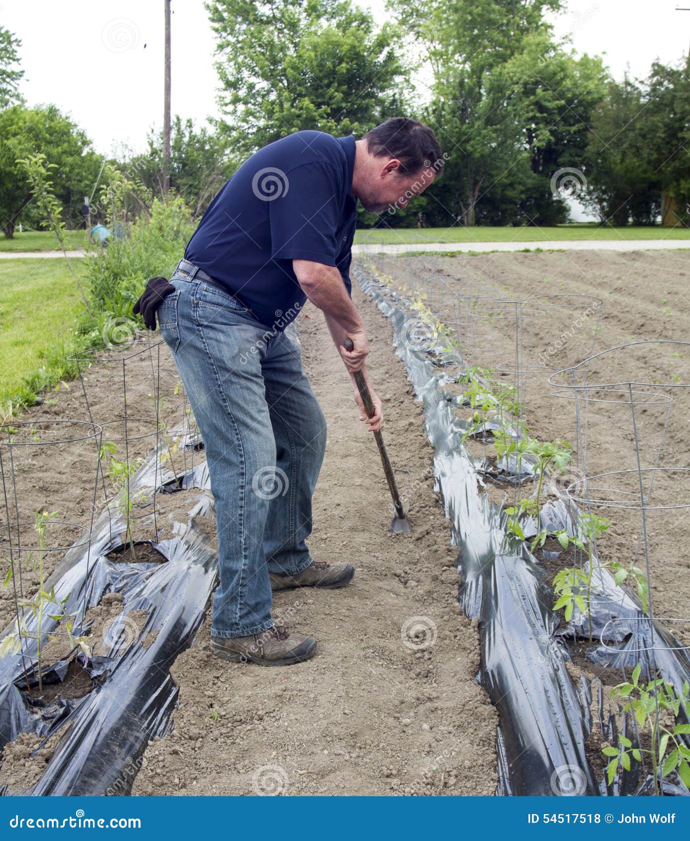 Organic Farmer Weeding Around His Tomato Plants Stock Photo - Image of ...