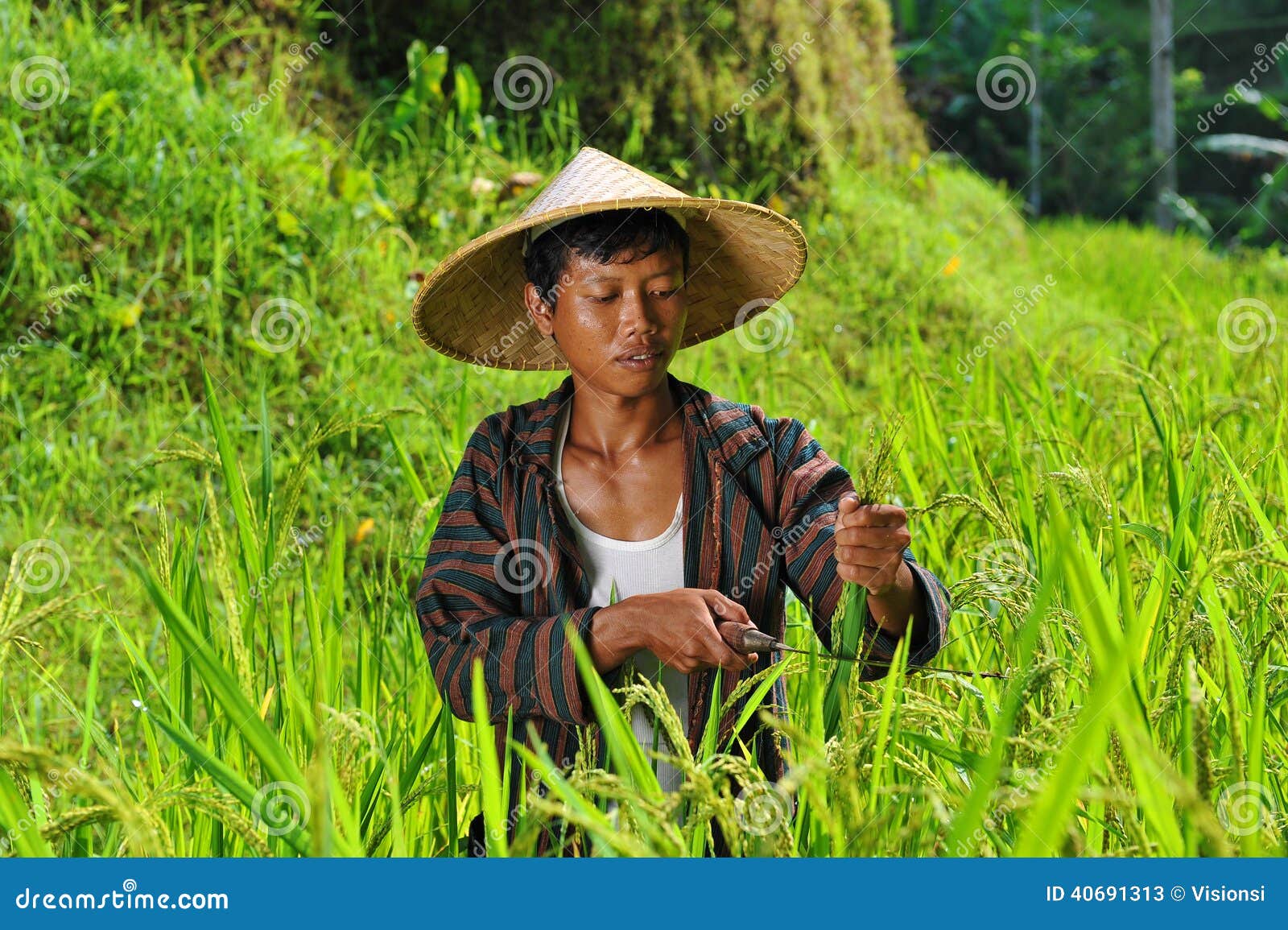 Organic Farmer Working and Harvesting Rice Stock Image - Image of ...