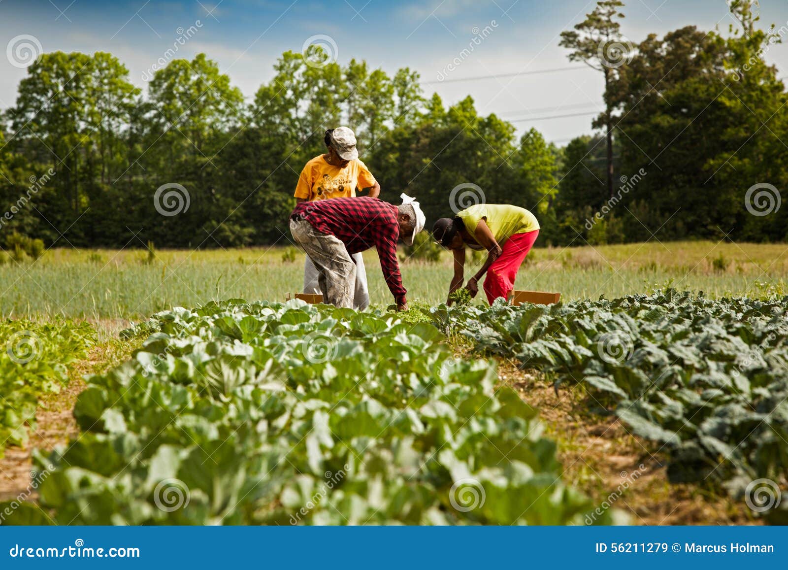 Organic farmers stock image. Image of people, plant, growth - 56211279