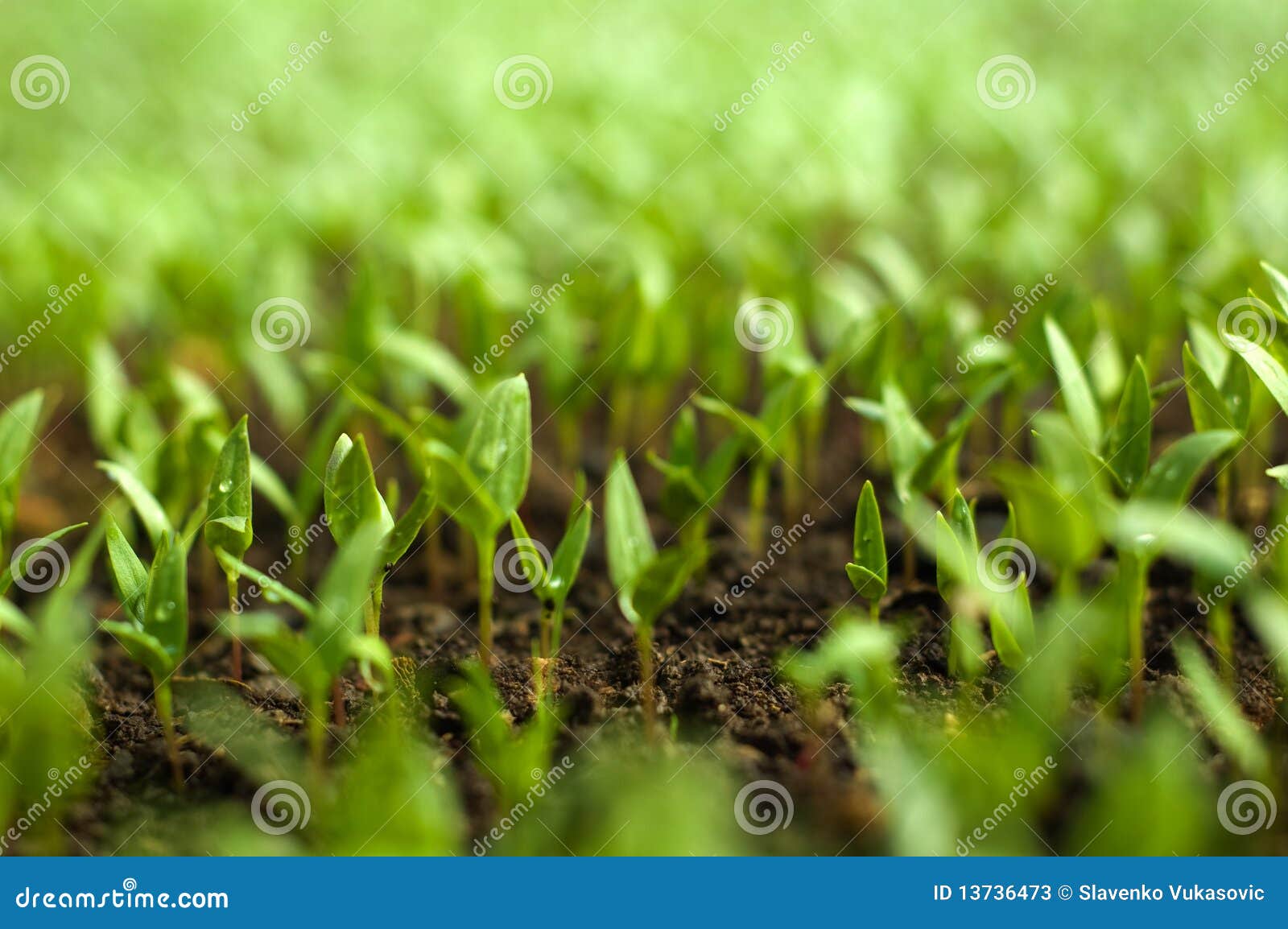 Organic farming stock image. Image of spring, focus, enviroment - 13736473