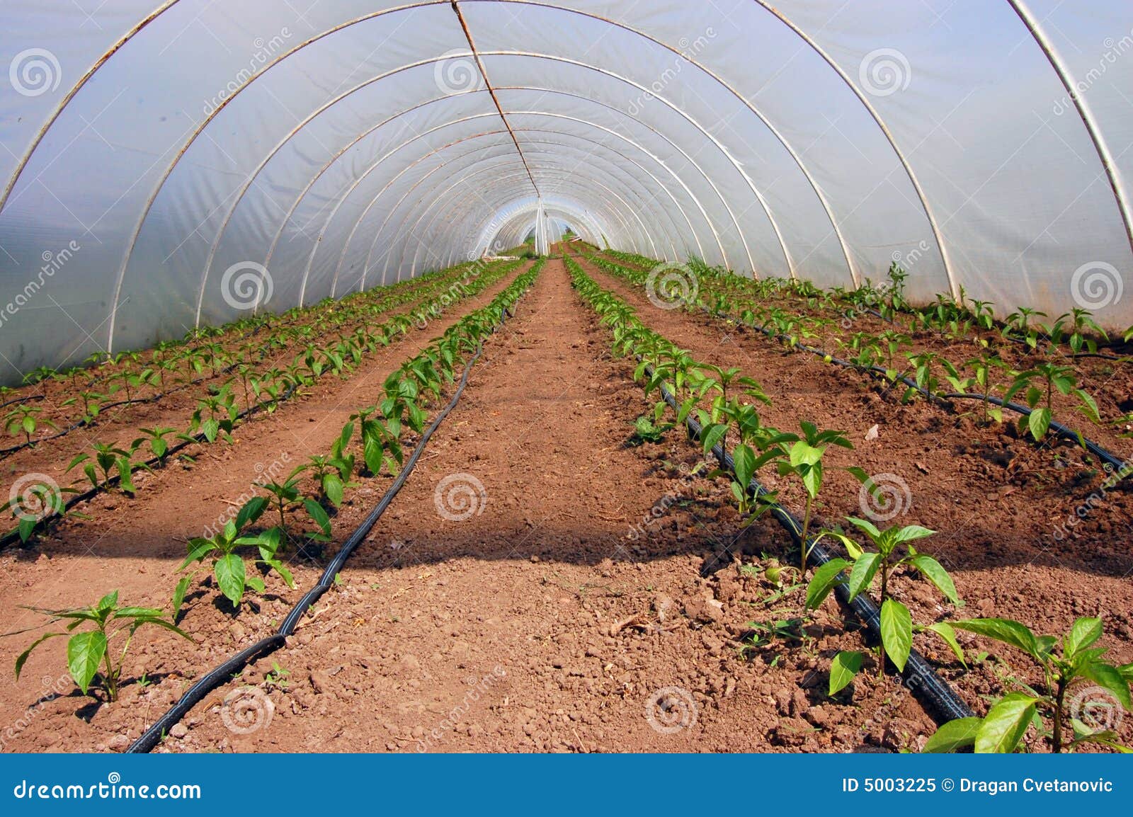 Organic farming stock image. Image of green, plant, gardening - 5003225