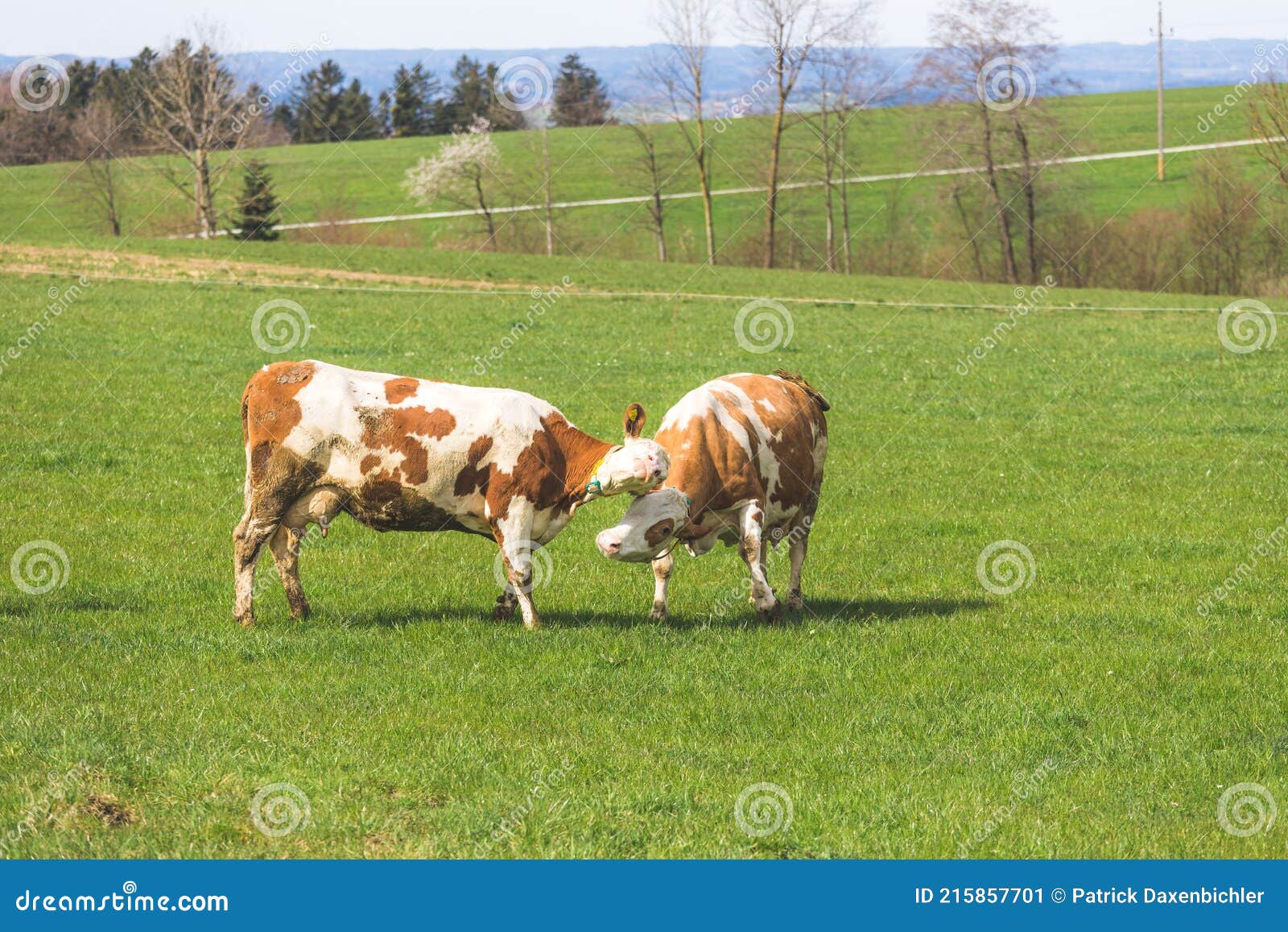 Organic Farming in Austria: Happy Cows are Playing on the Meadow ...