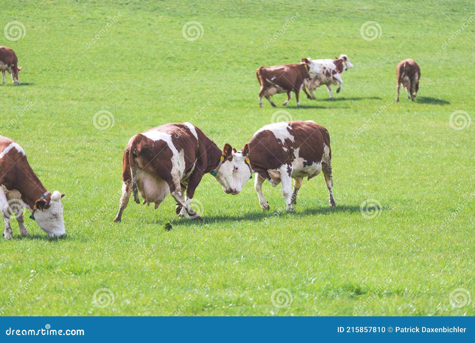 Happy Cows Royalty-Free Stock Image | CartoonDealer.com #28896100