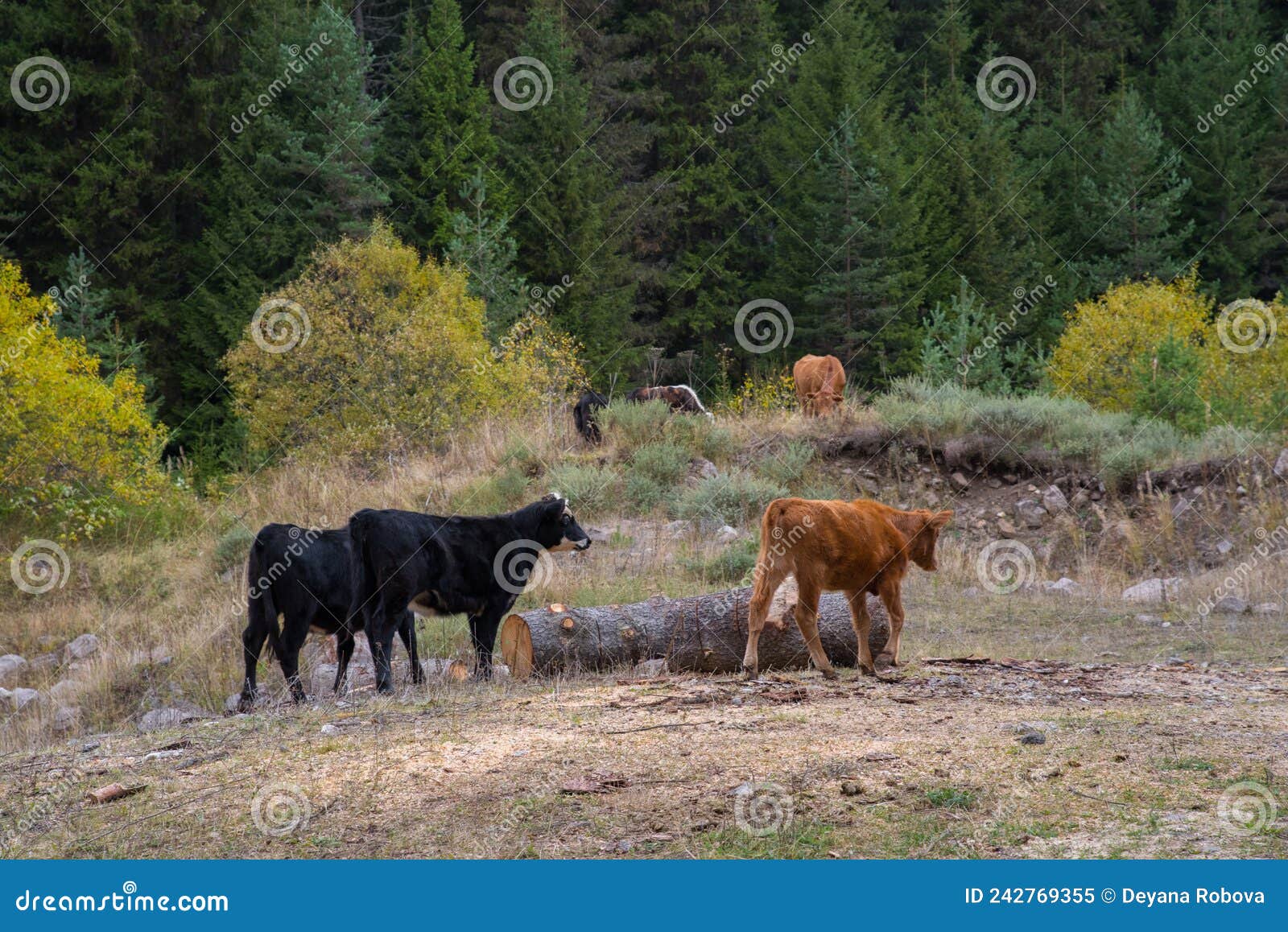 Organic Farming. Free Cows. Stock Image - Image of pasture, ranch ...