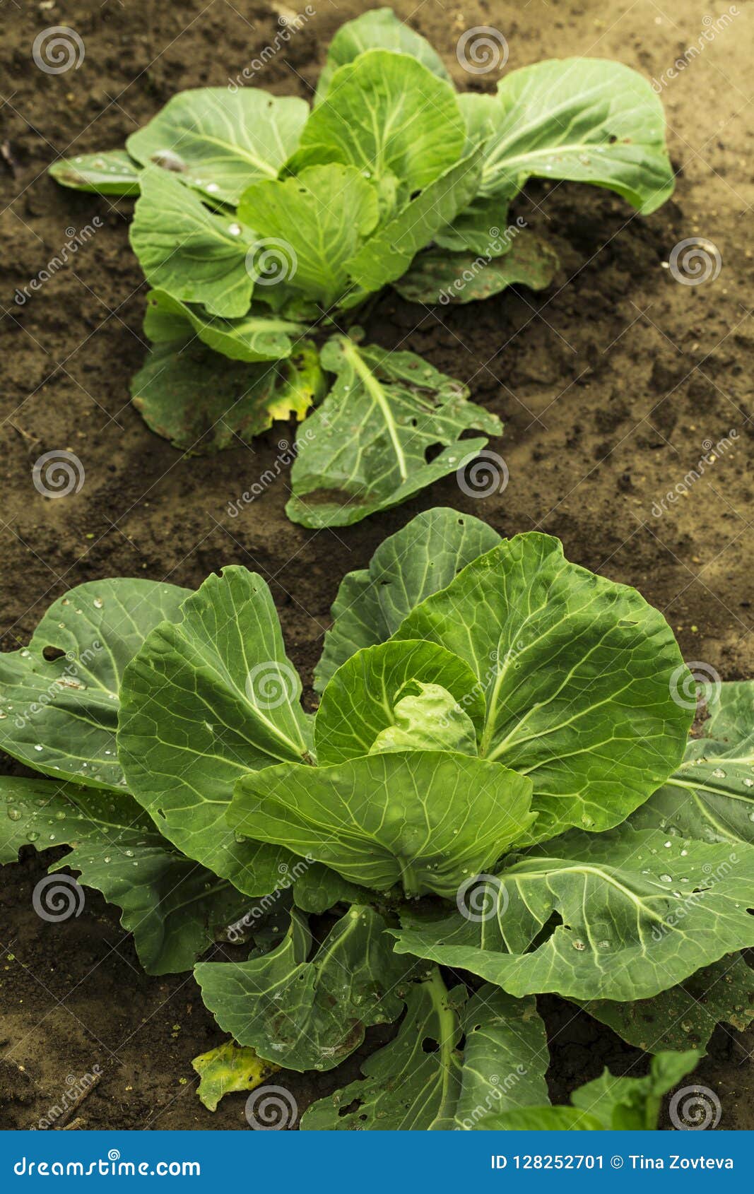 Organic Farming of Fresh Green Cabage Stock Image - Image of close ...