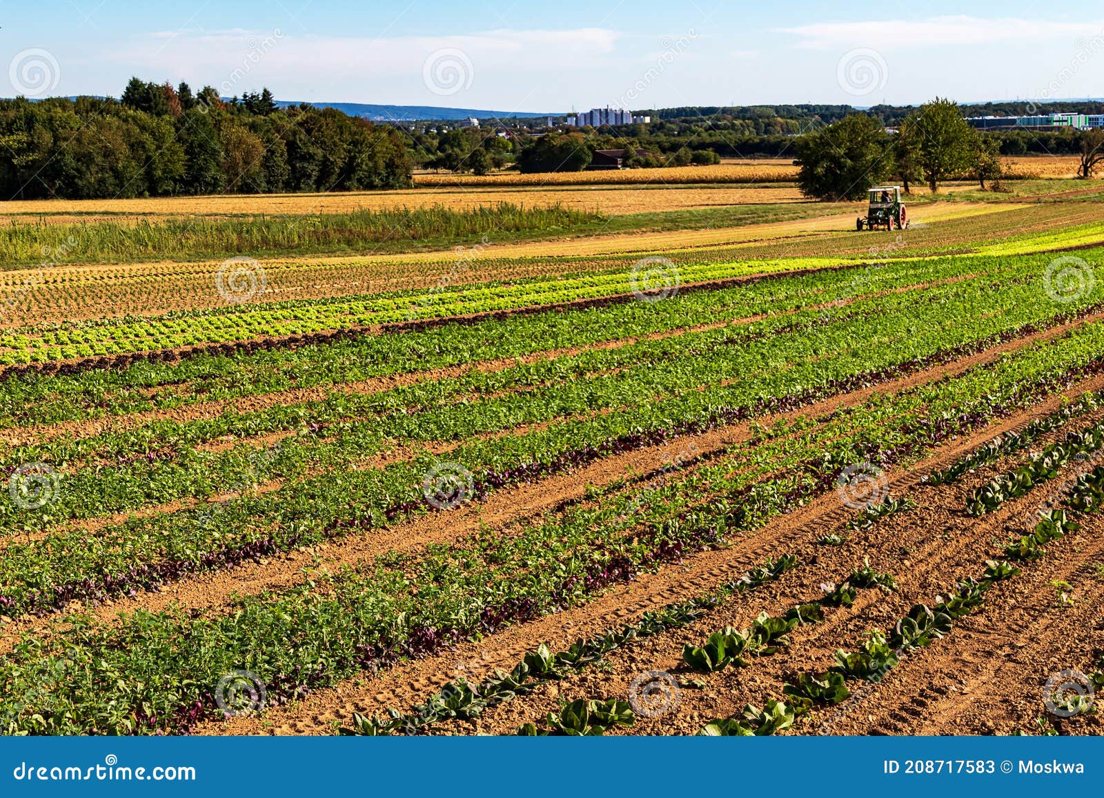 Organic Farming in Germany. Large Fields with Different Lettuce Plants ...