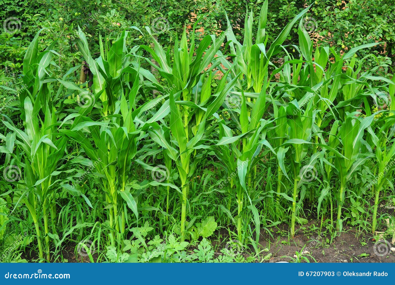 Organic Farming. Growing Organic Corn, Maize in the Garden. Stock Image ...