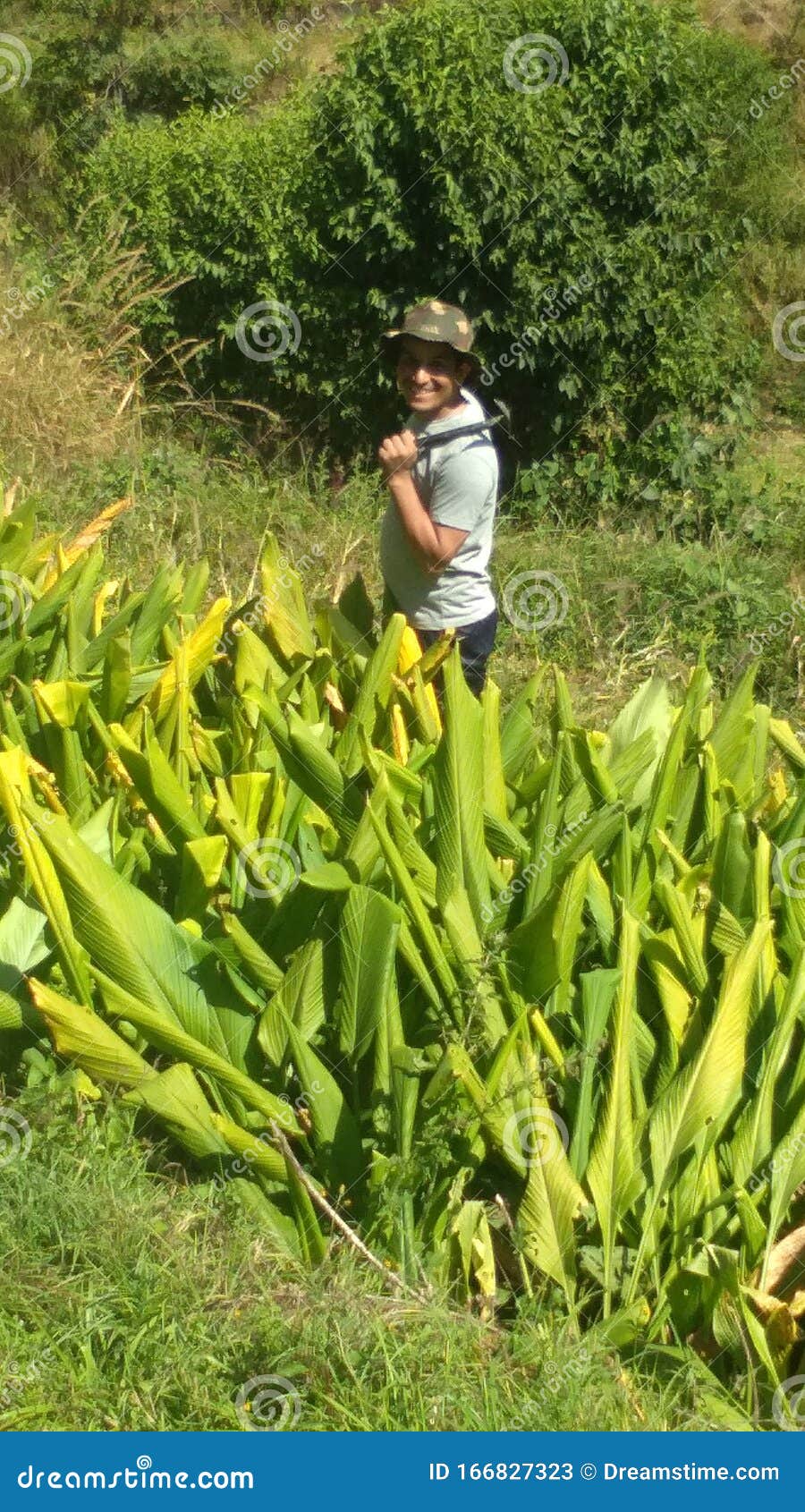 Organic Farming Organic Farming from India Editorial Stock Photo ...