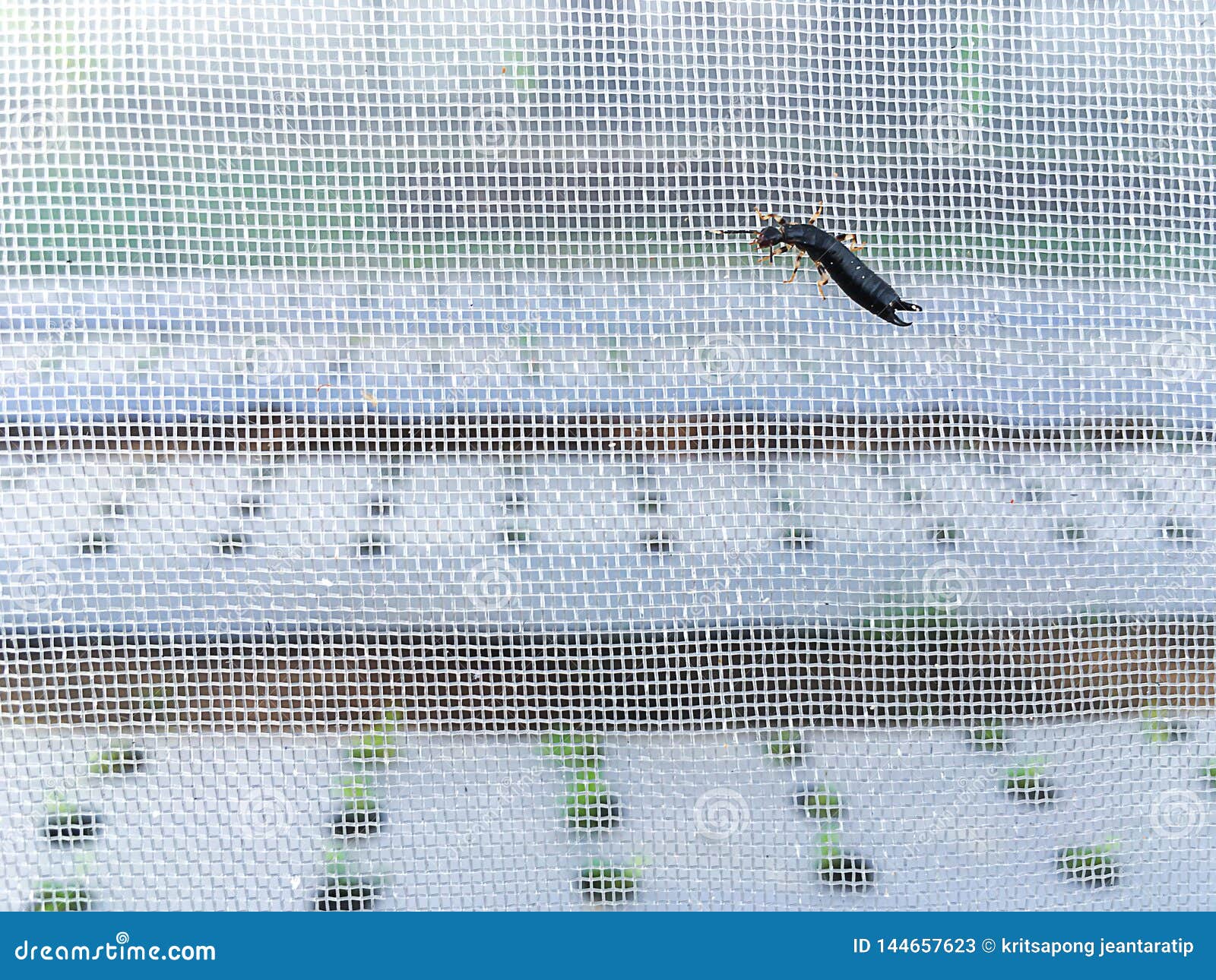 Organic Farming with Nylon Net Protection from Insect Grasshopper Stock ...