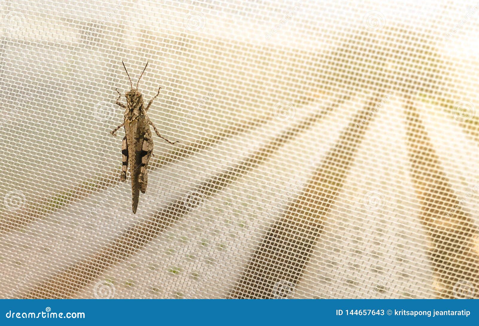 Organic Farming with Nylon Net Protection from Insect Grasshopper Stock ...