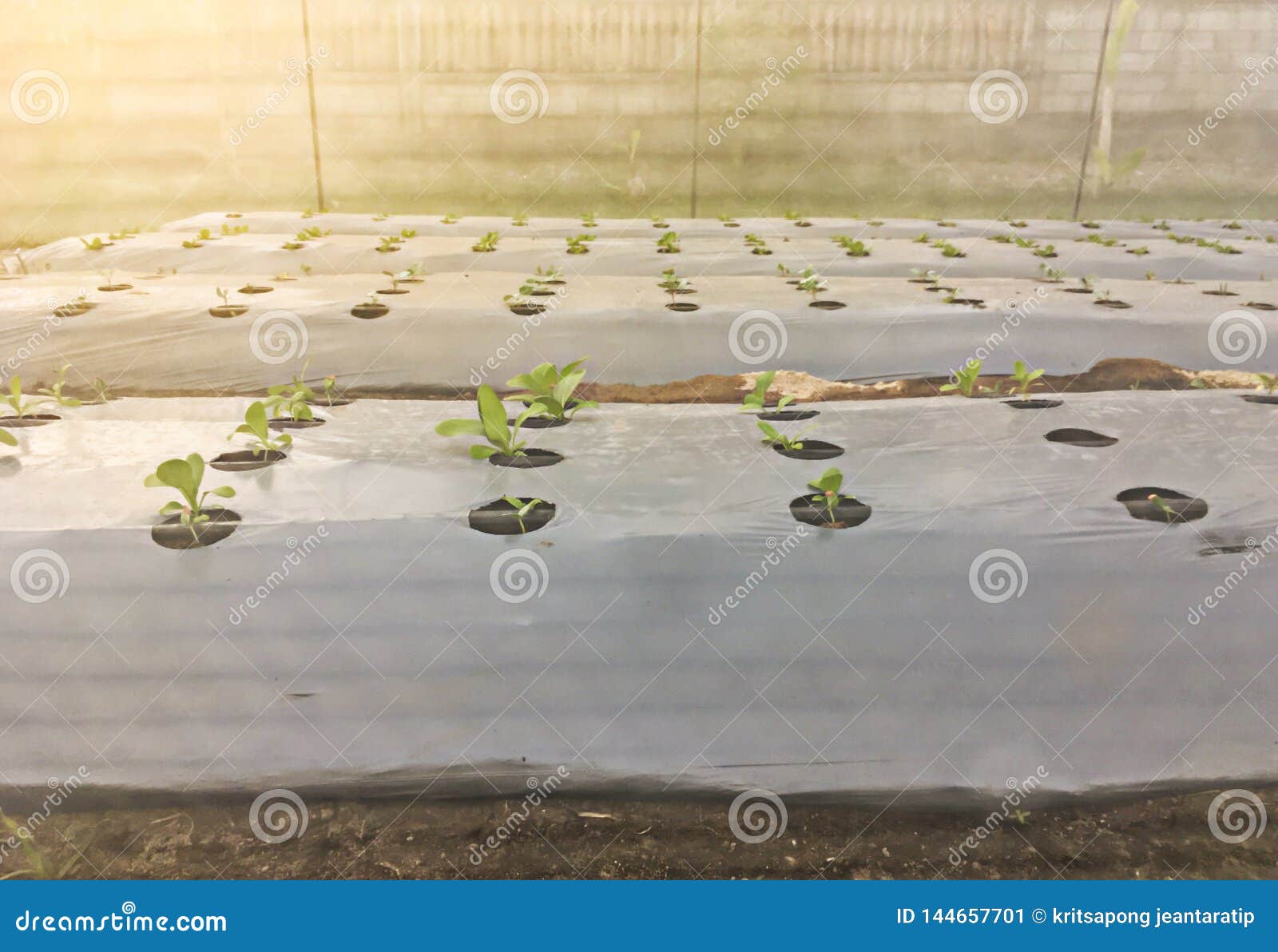 Organic Farming with Nylon Net Protection from Insect Grasshopper Stock ...